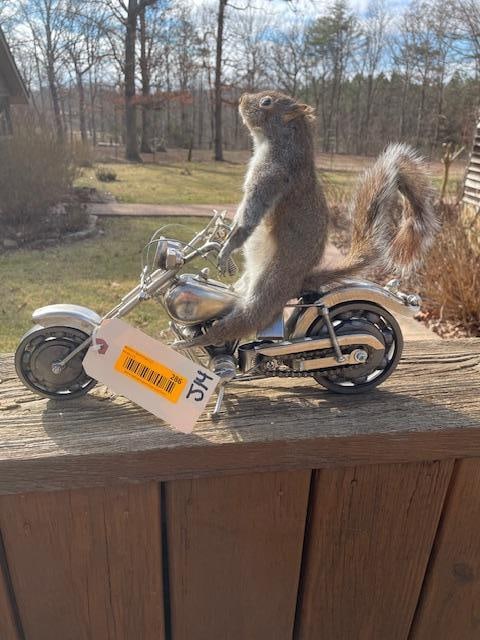 New Taxidermy, Squirrel, On A Hog Motorcycle ! 16 Inches Long, 12 ...