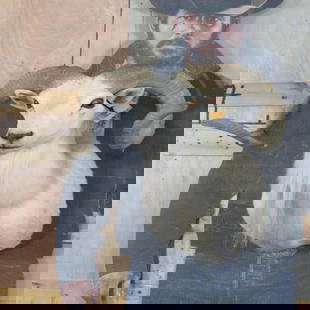 Very Nice Texas Dall Sheep Sh Mt Taxidermy