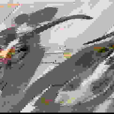 Jacobs Sheep Sh Mt Lg Horns Taxidermy Auction