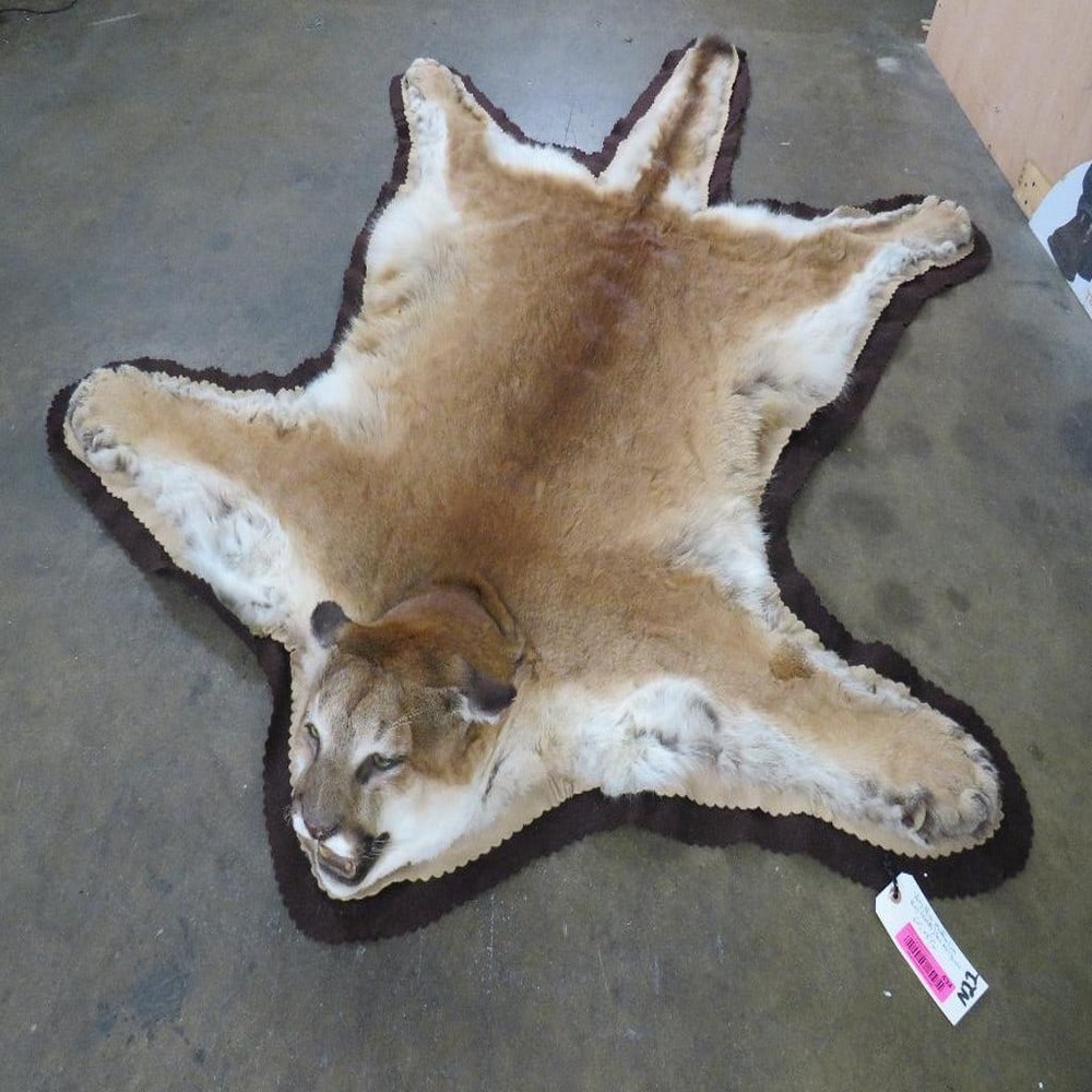 Very Nice Felted Mountain Lion Rug W/mounted Head -has All Claws ...