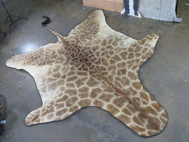 Giraffe Hide Rug -carpeted W/leather Piping Taxidermy Auction