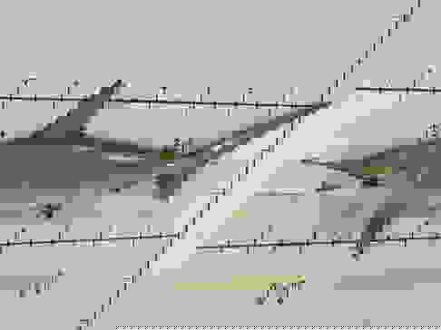 Awesome Reproduction Hammerhead Shark *rarely Seem* Taxidermy Auction