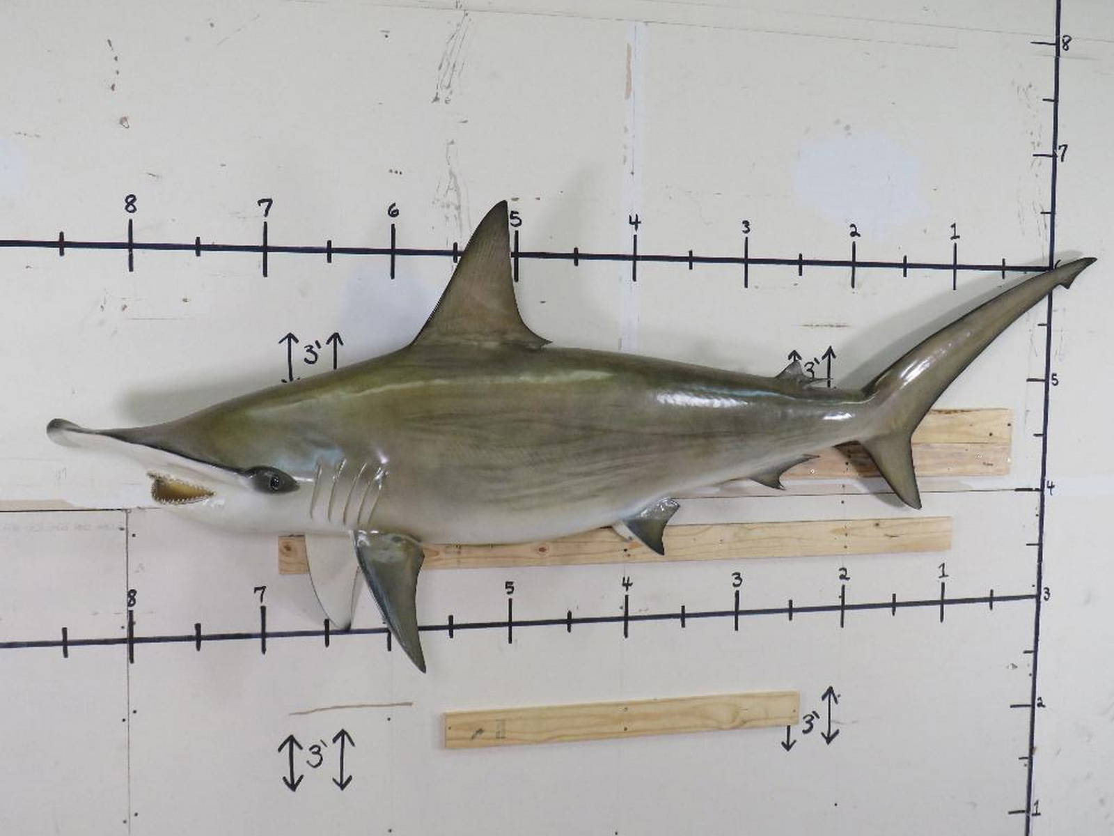 Awesome Reproduction Hammerhead Shark *rarely Seem* Taxidermy Auction