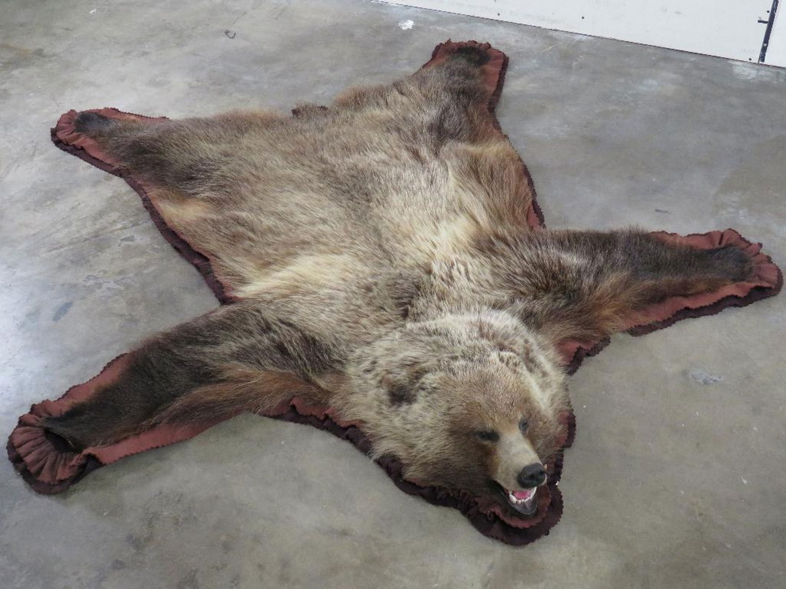 Nice Felted Grizzly Bear Rug W/mounted Head -no Claws Taxidermy - Apr ...