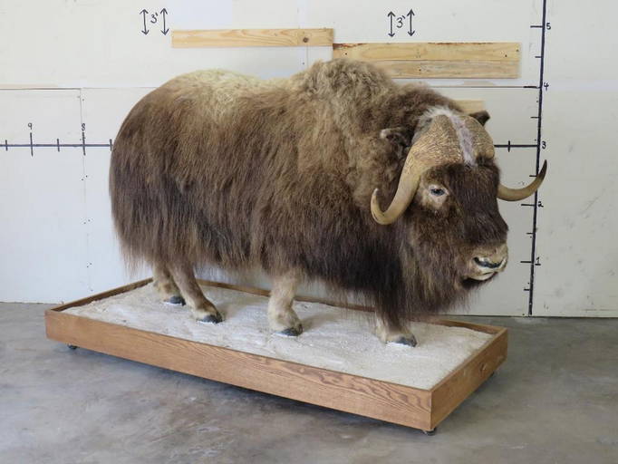 Nice Lifesize Musk Ox On Base W/wheels Taxidermy