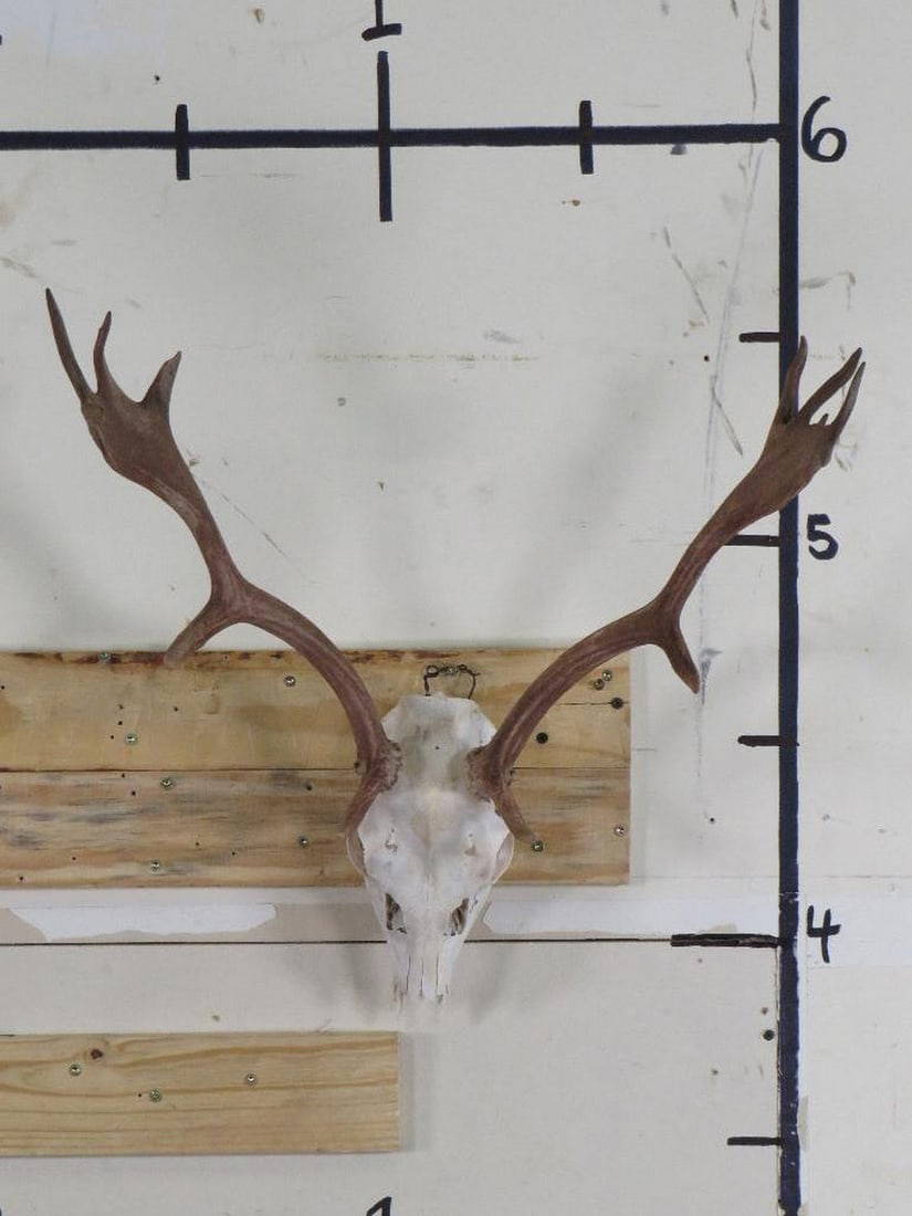 Fallow Deer Skull Taxidermy Auction