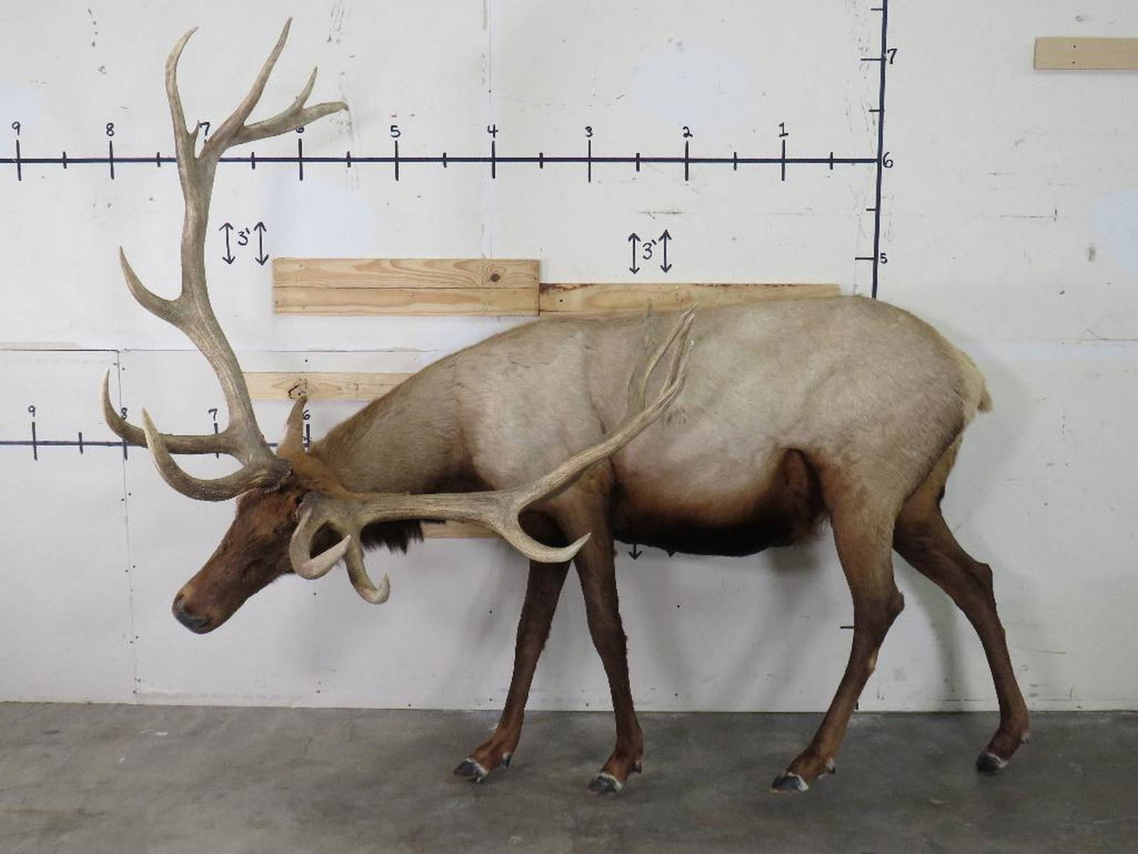 Very Nice Xl Lifesize Elk W/removable Antlers Taxidermy Auction