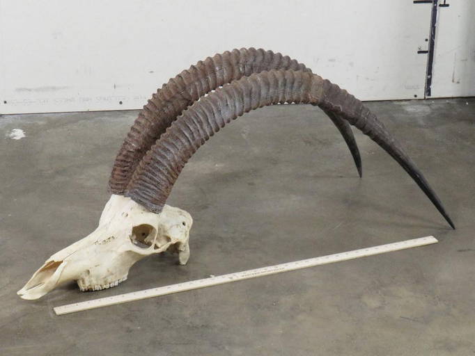 Sable Skull W/44" Removable Horns Taxidermy