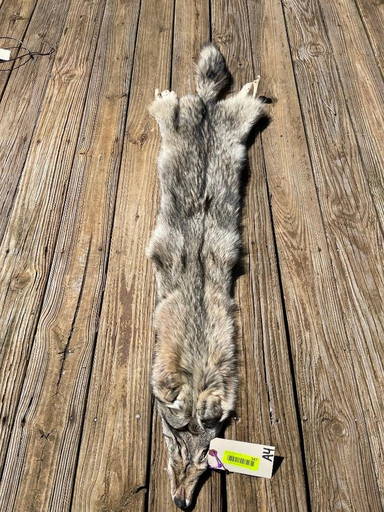 Awesome Western Pale Coyote Fur, Heavy Furred, New Tan, 57 Inches Long ...