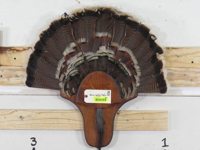 Turkey Fan Display Taxidermy