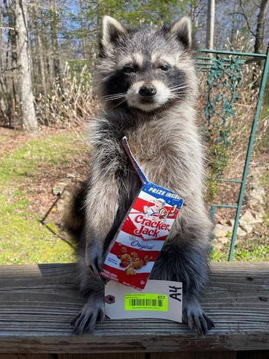 Awesome Cracker Jack Raccoon, New Taxidermy, 17 Inches Tall X 10 Inches ...
