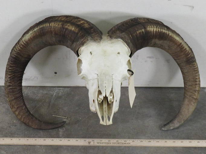Nice Mouflon Sheep Skull W/all Teeth Taxidermy