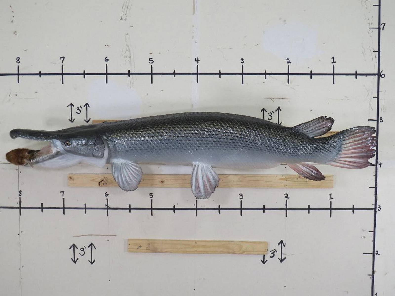 Really Cool 8' Long Gar Fish Eating A Nutria Taxidermy Auction