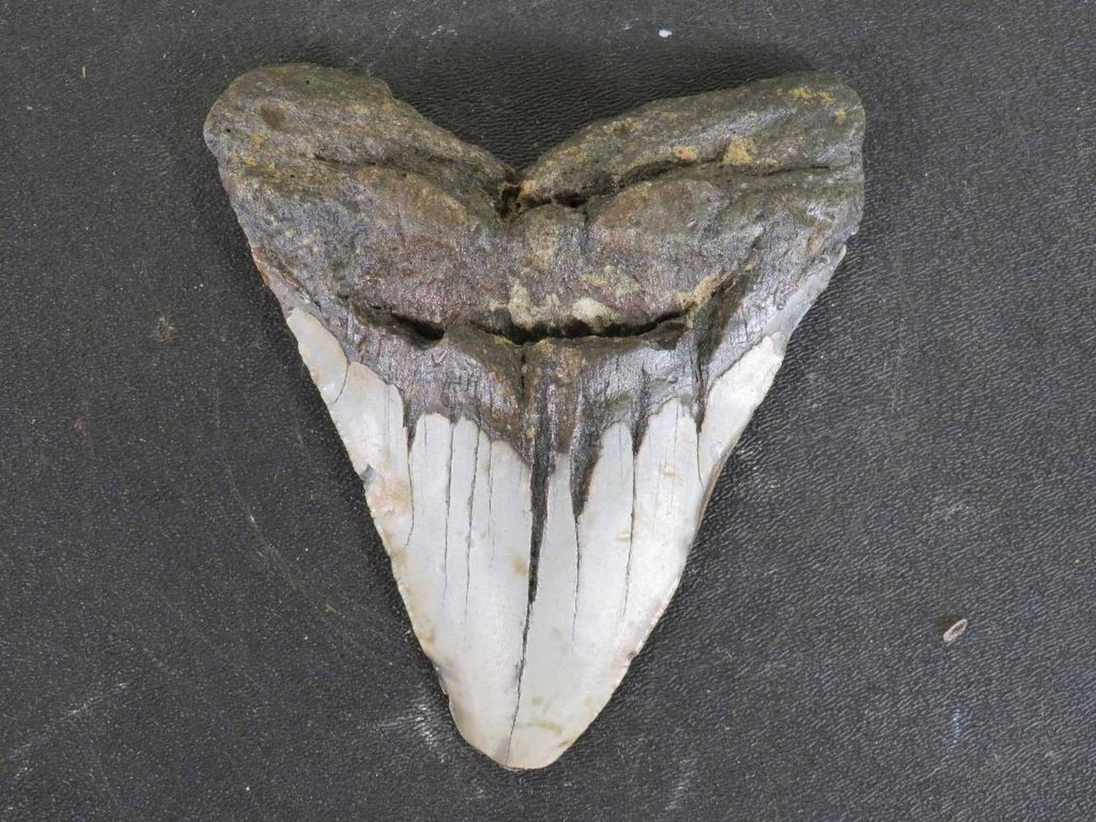 Xl Fossilized Megaladon Shark Tooth Rocks & Minerals Fossils Auction