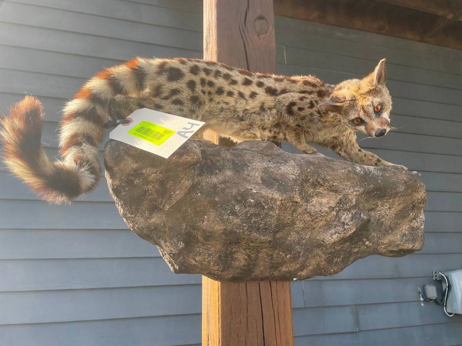 Beautiful, Large Spotted Genet Cat, On A Natural Rock Base Wall Hanging ...