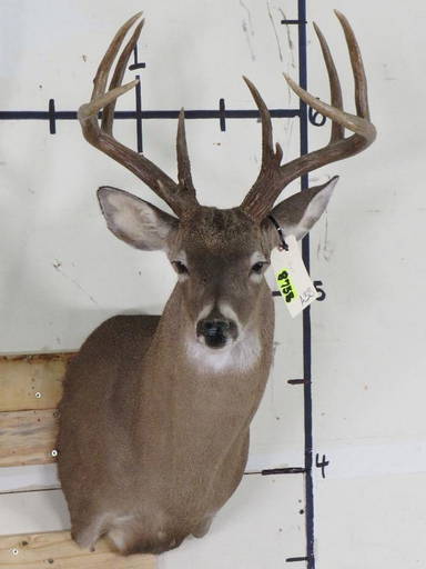 11pt Whitetail Sh Mt Taxidermy