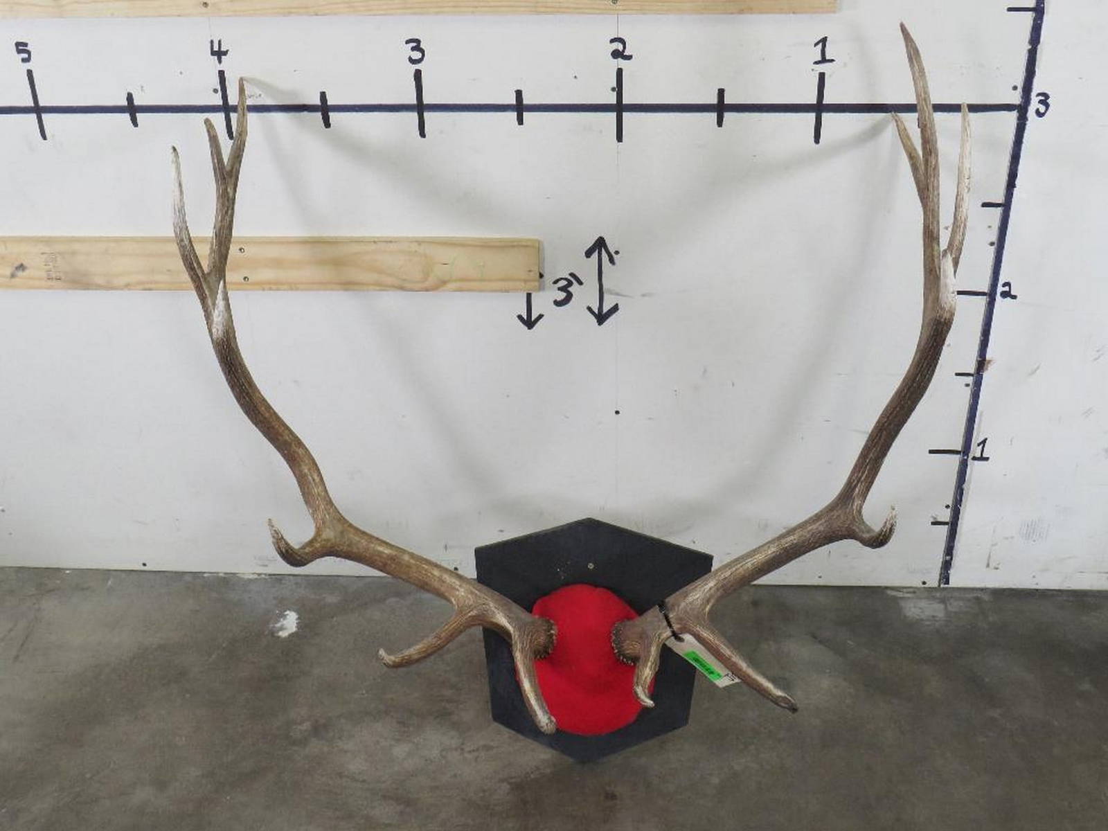 Elk Rack On Plaque Taxidermy Auction