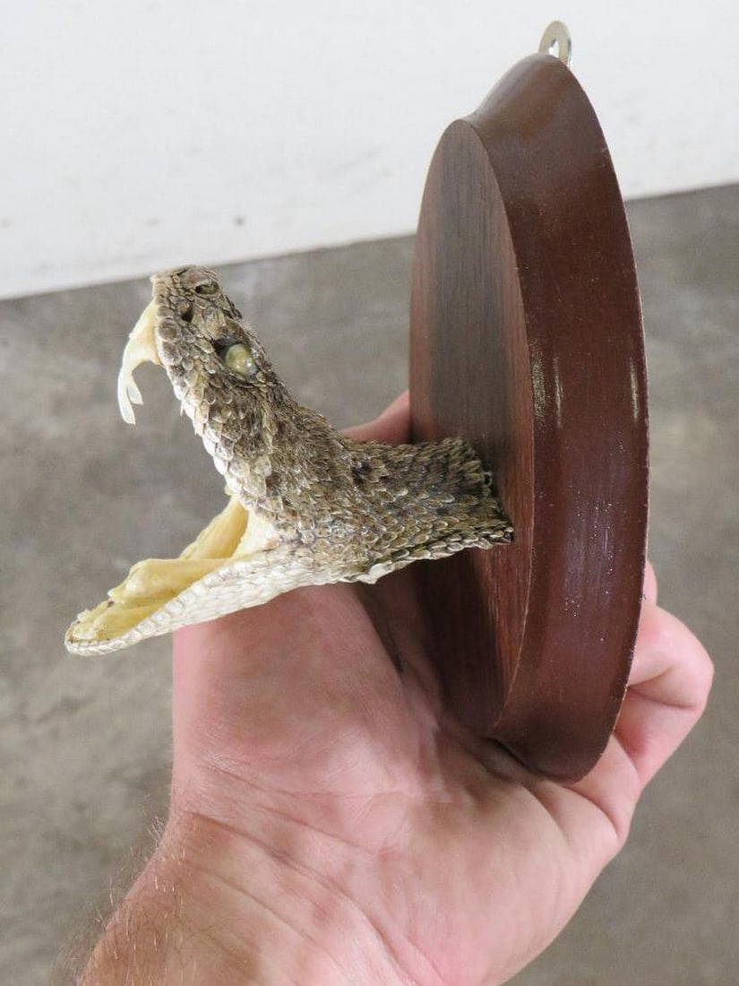 Big Western Diamondback Rattlesnake Head On Plaque Big Fangs New ...