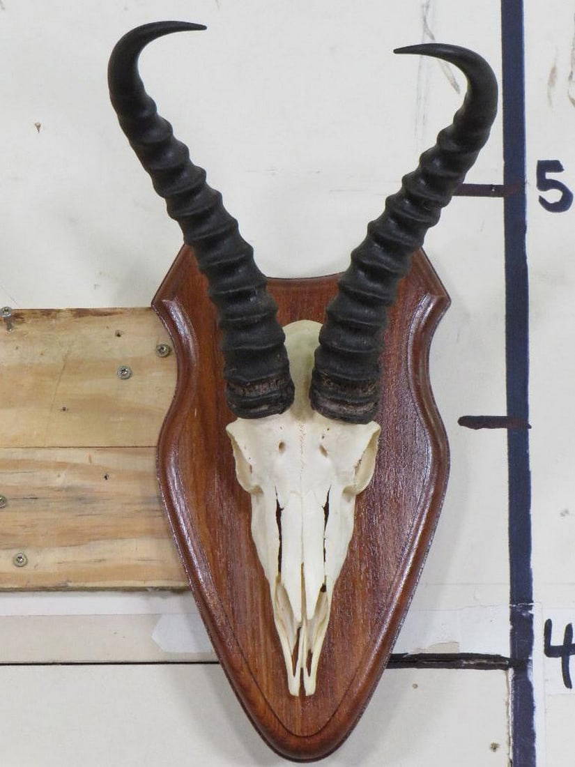 Nice Springbok Euro On Nice Wood Plaque W/big Removable Horns Taxidermy ...