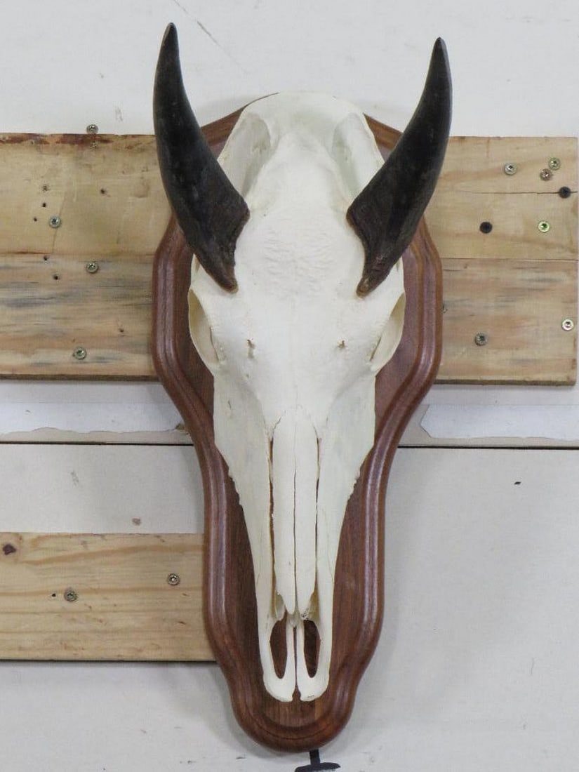 Very Nice Nilgai Skull On Plaque W/all Teeth Taxidermy Auction