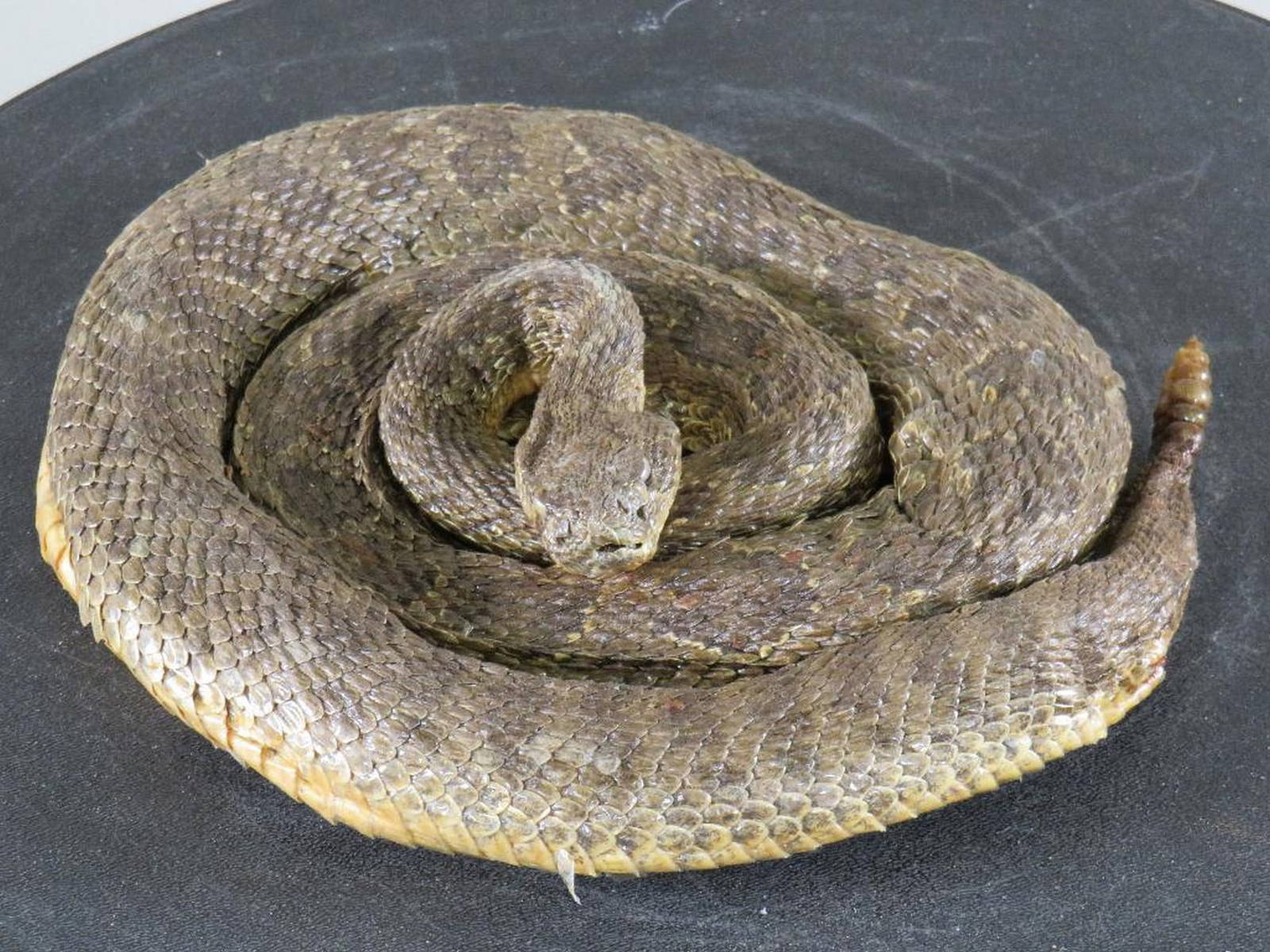 New Lifesize Coiled Prairie Rattlesnake Taxidermy Auction
