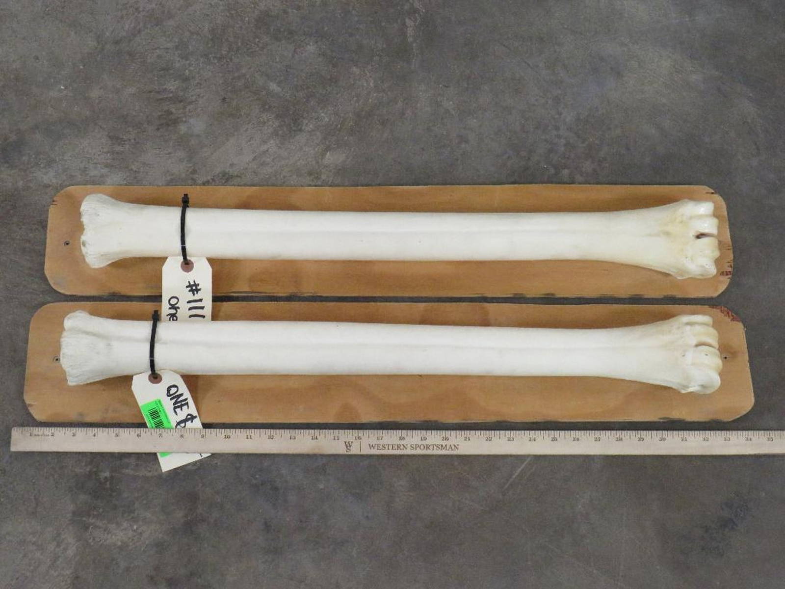 2 Giraffe Leg Bones (one$) Taxidermy Auction