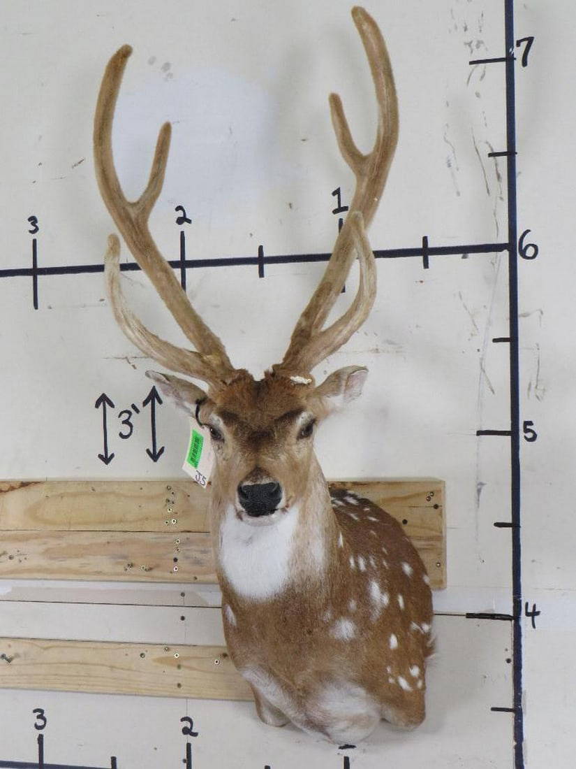 Nice Axis Deer Sh Mt W/antlers In Velvet Taxidermy Auction