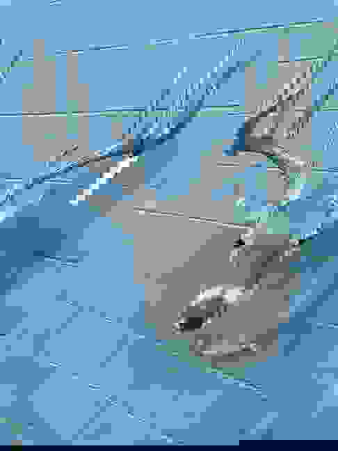 Beautiful South Texas, 10 Point 5 X 5 Whitetail Deer Buck 19 Inche Wide ...