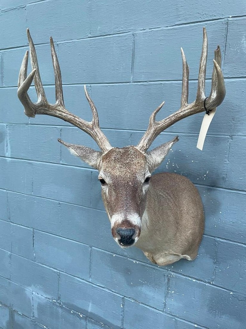 Beautiful South Texas, 10 Point 5 X 5 Whitetail Deer Buck 19 Inche Wide ...