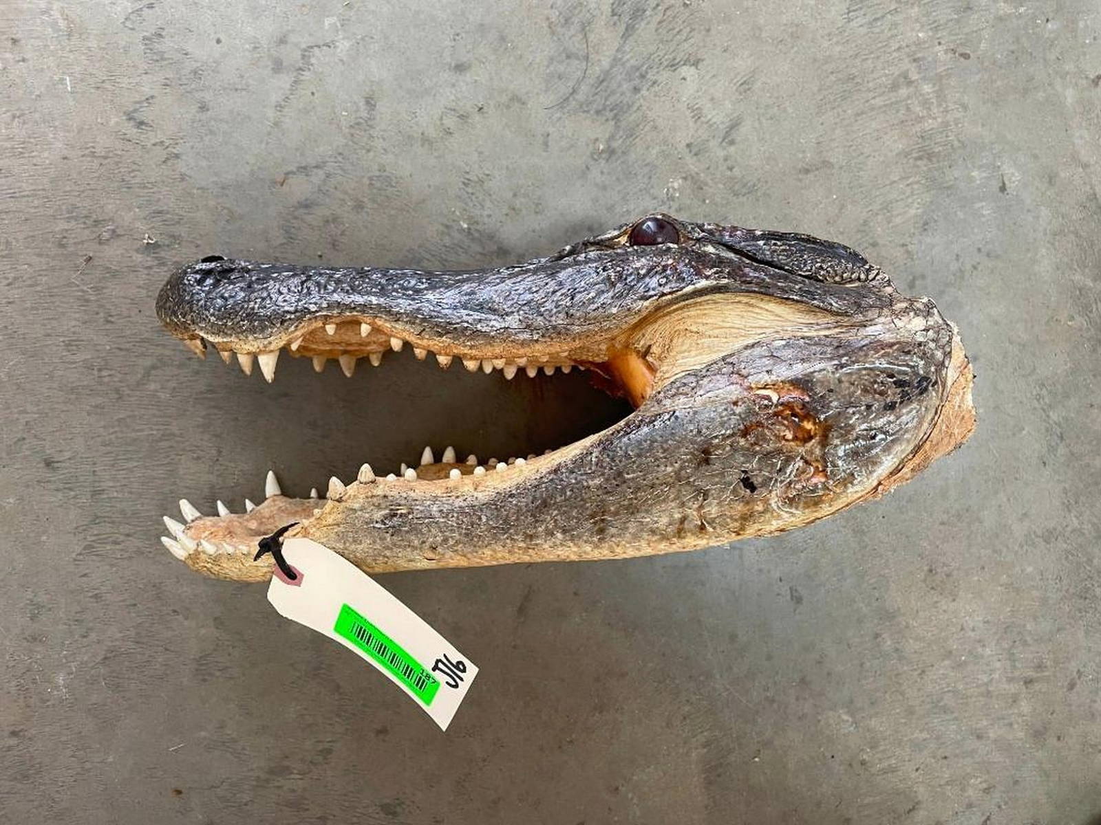 Large Alligator Head, 18 Inches Long X 8 Inches Wide, All Teeth, Glass ...
