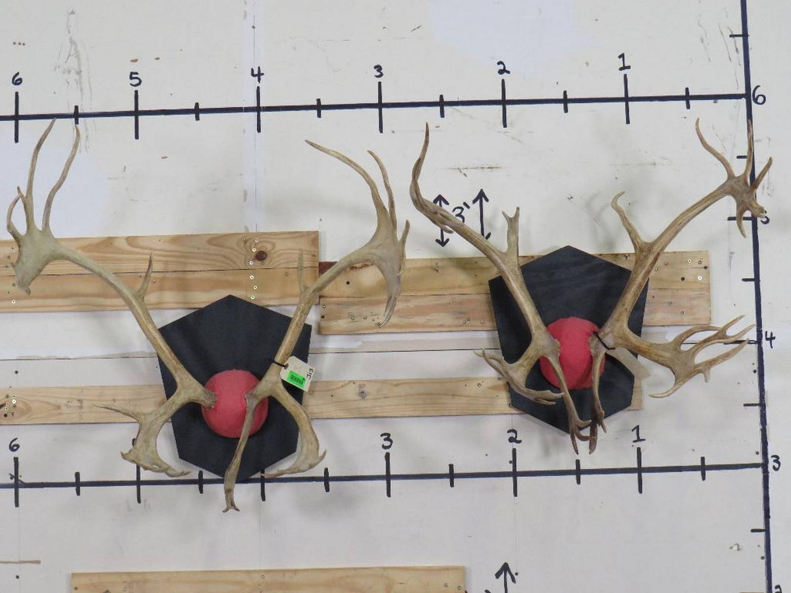 2 Caribou Racks On Plaques (one$) Taxidermy Auction