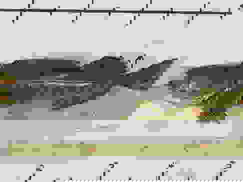 Big, Rarely Seen, Repro Lingcod Fish Mt Taxidermy Auction