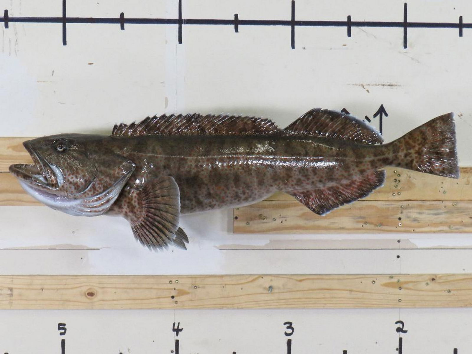 Big, Rarely Seen, Repro Lingcod Fish Mt Taxidermy Auction