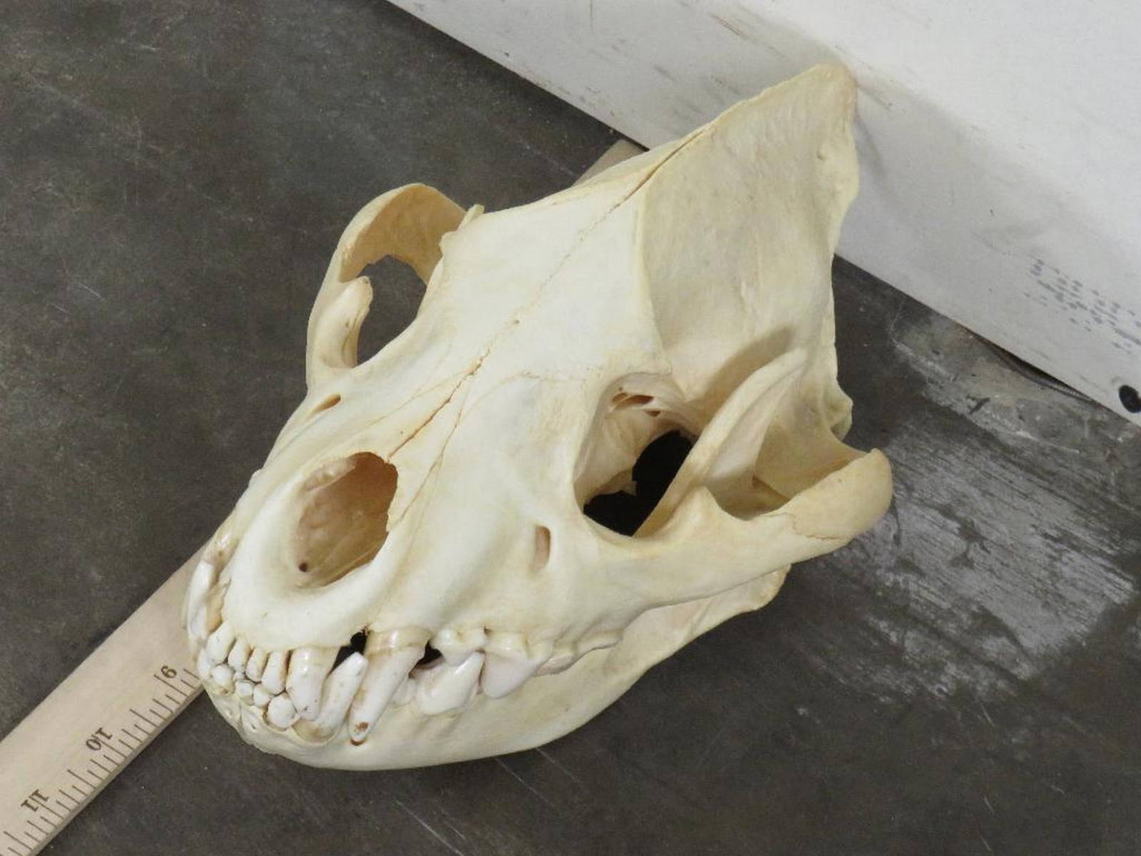 Very Nice Hyena Skull W/all Teeth & Wired Jaw Taxidermy Auction