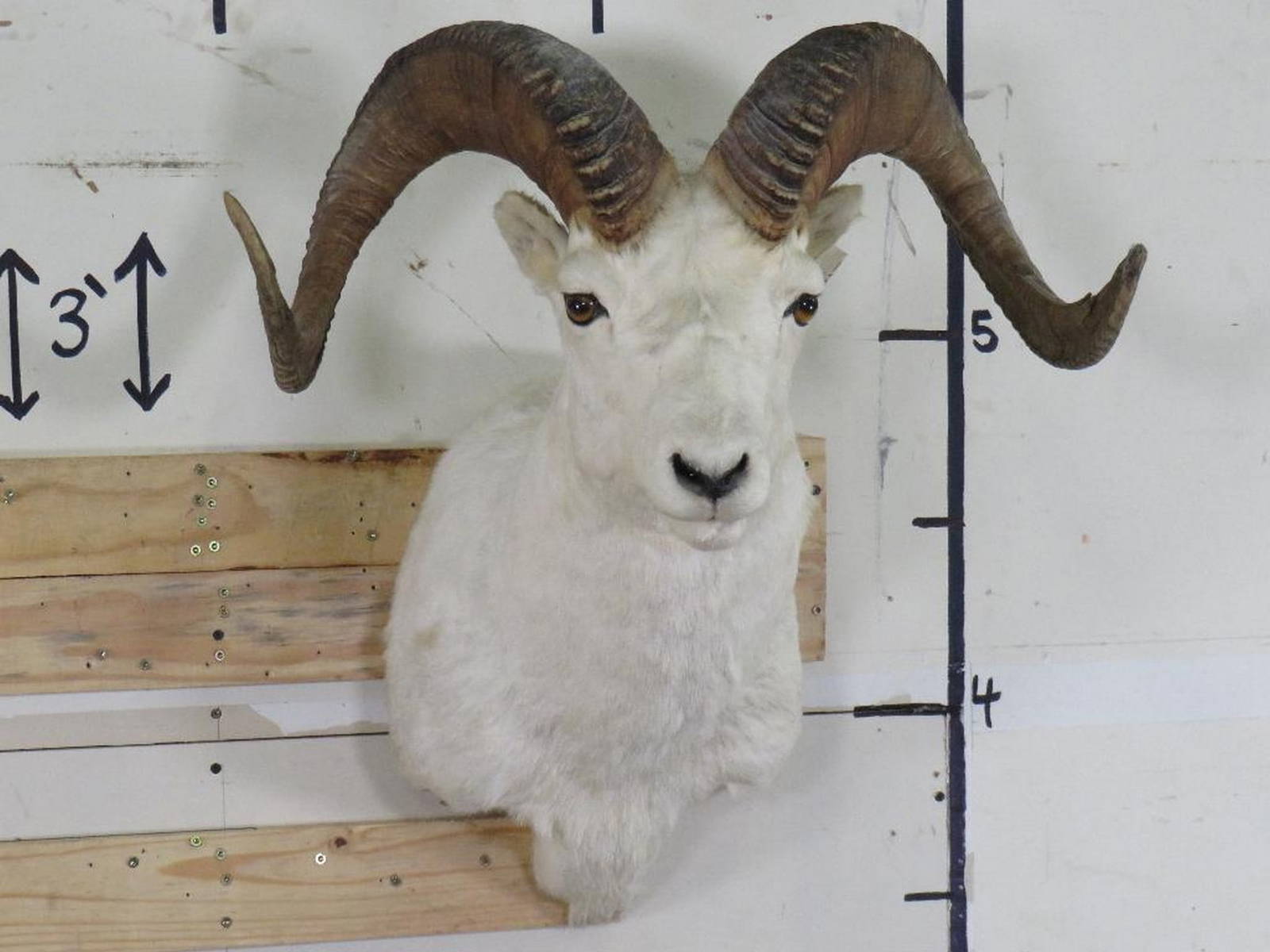 Tx Dahl Sheep Sh Mt Taxidermy Auction