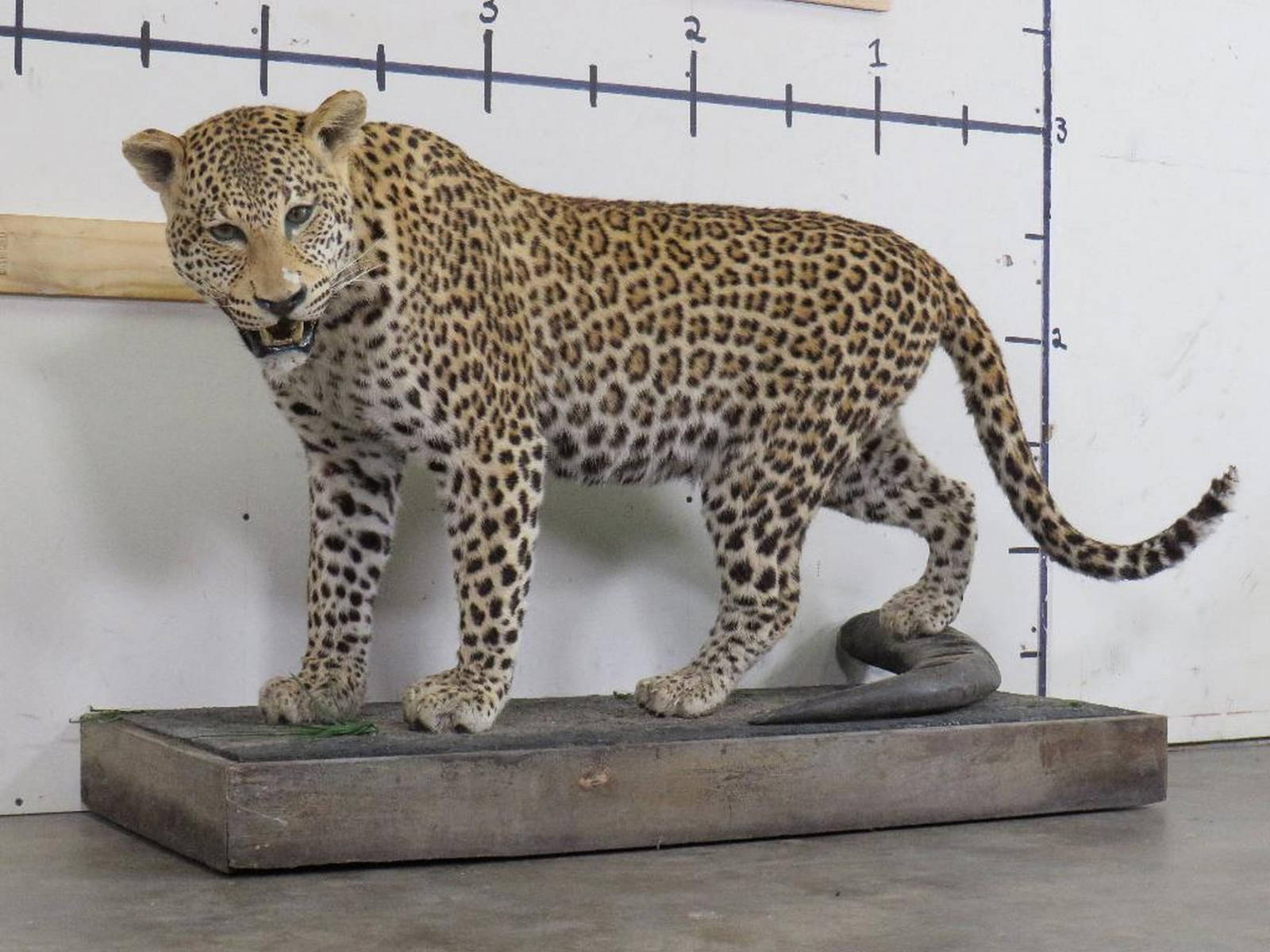 Lifesize Leopard On Base W/whhels *tx Res Only* Taxidermy Auction