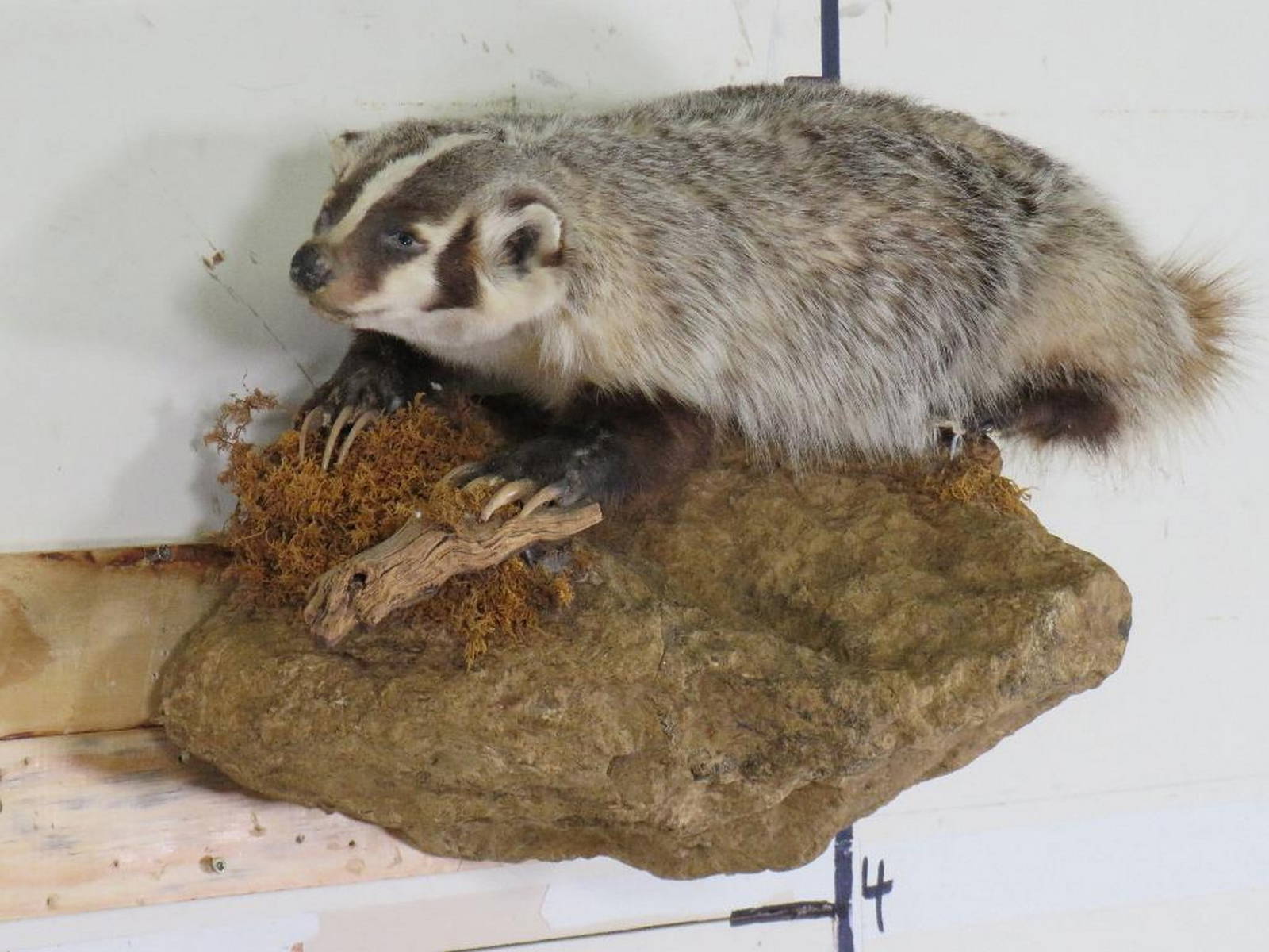 Lifesize Badger On Base Taxidermy Auction
