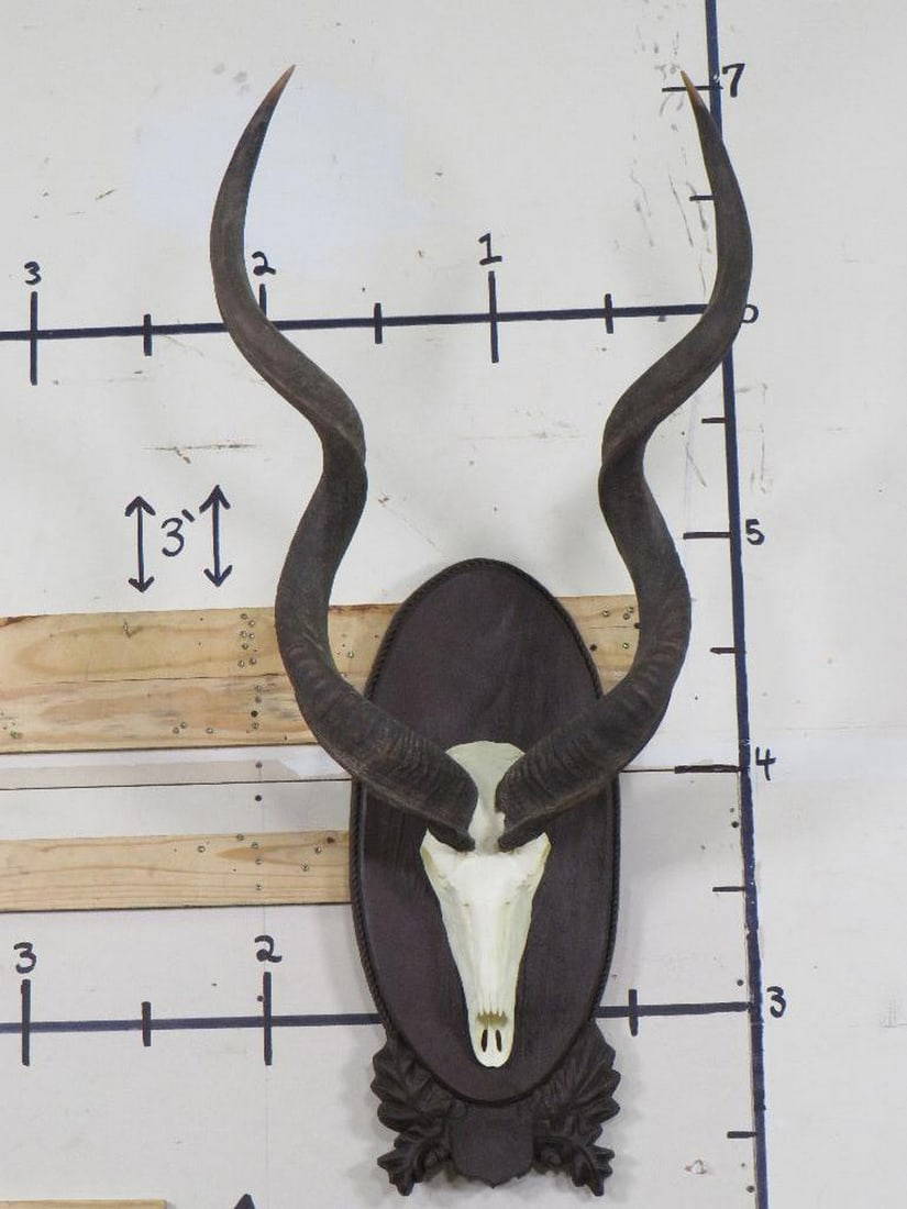 Reproduction Kudu Skull W/real Horns Taxidermy Auction