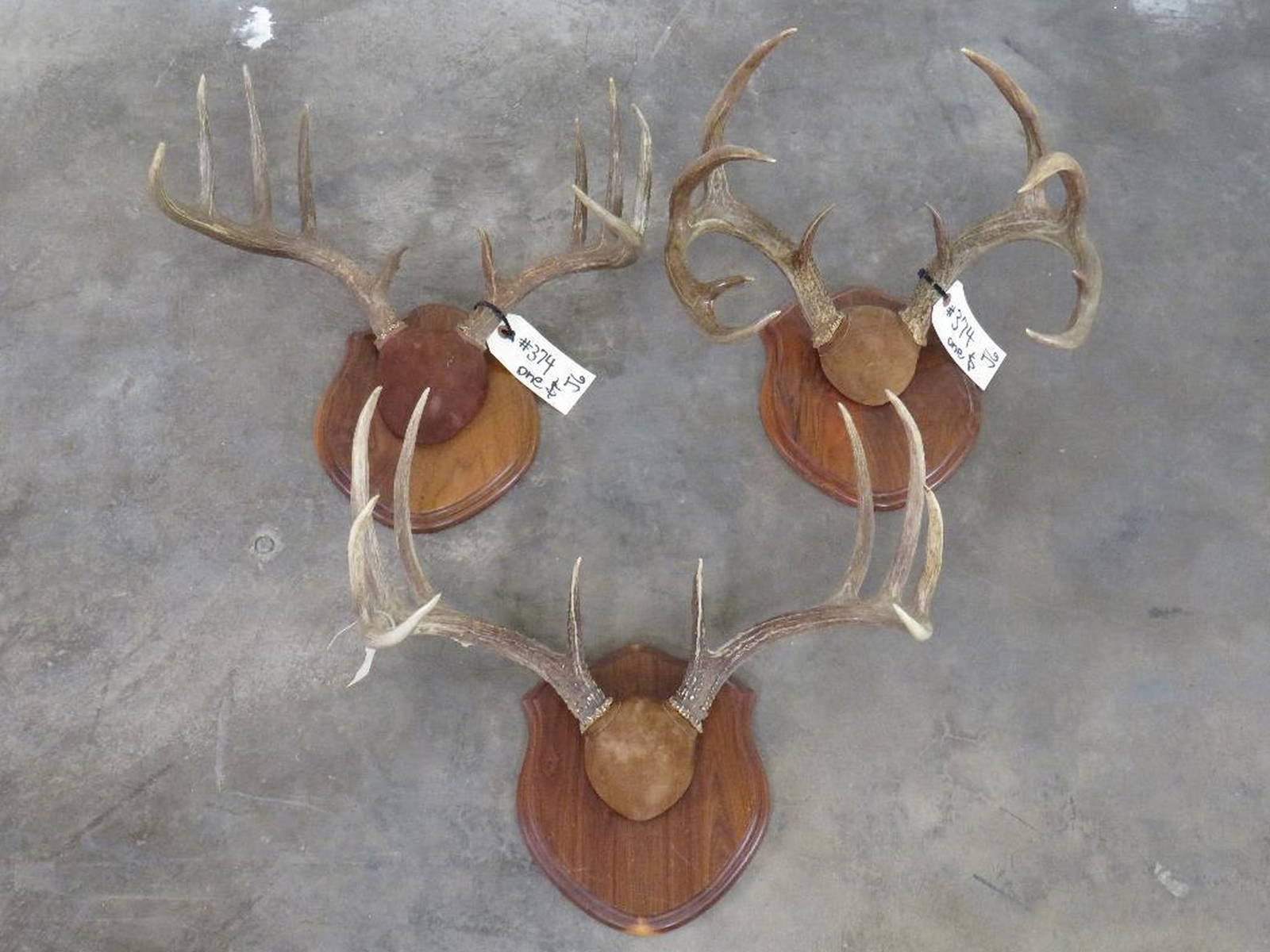 3 Very Respectable Whitetail Racks On Matching Plaques (one$) Taxidermy ...