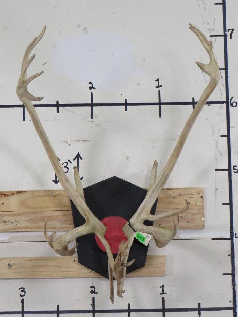 Caribou Rack On Plaque Taxidermy Auction
