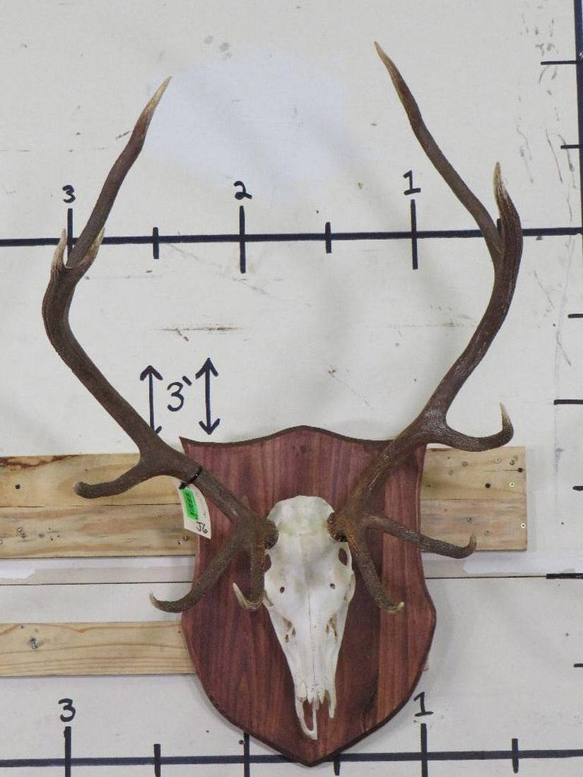 Red Stag Skull On Plaque Taxidermy Auction