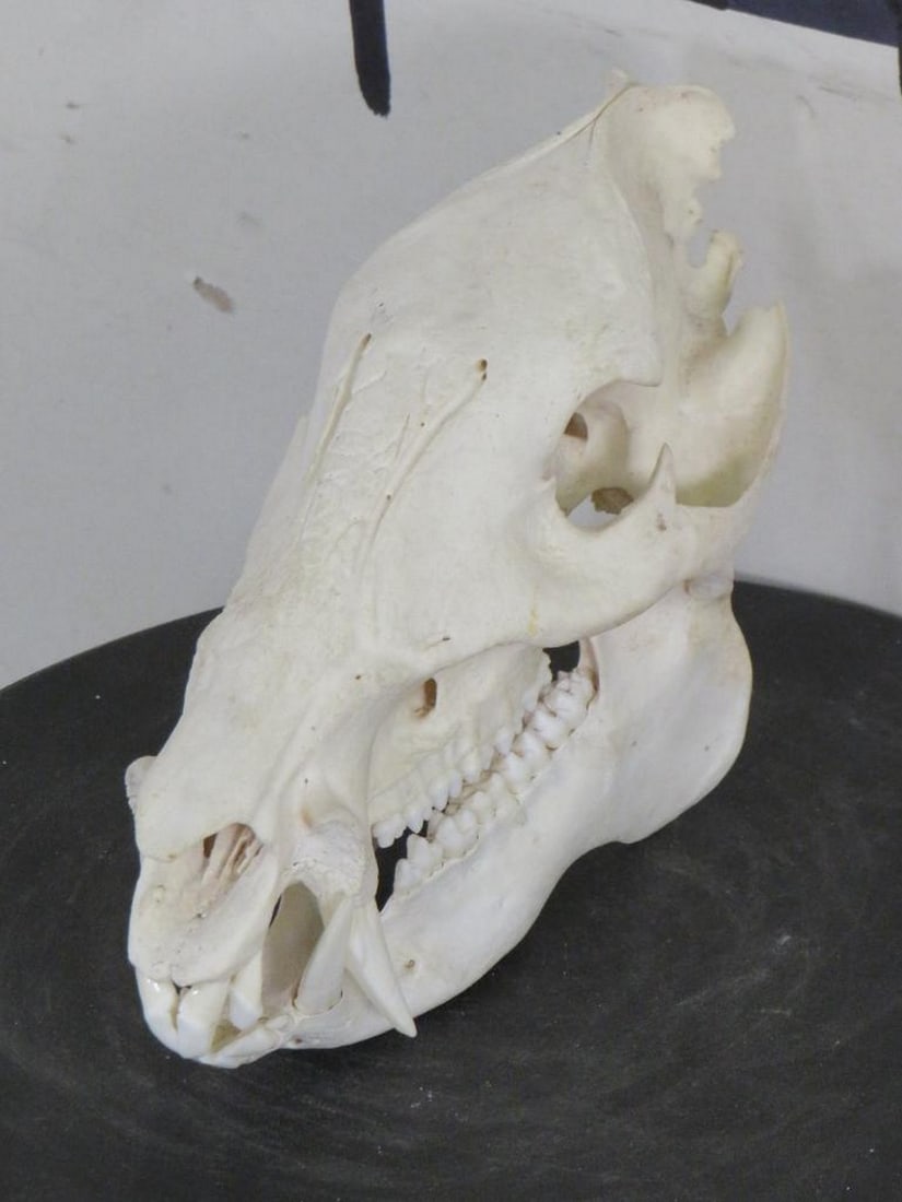 Nice Javelina Skull W/all Teeth Taxidermy Auction