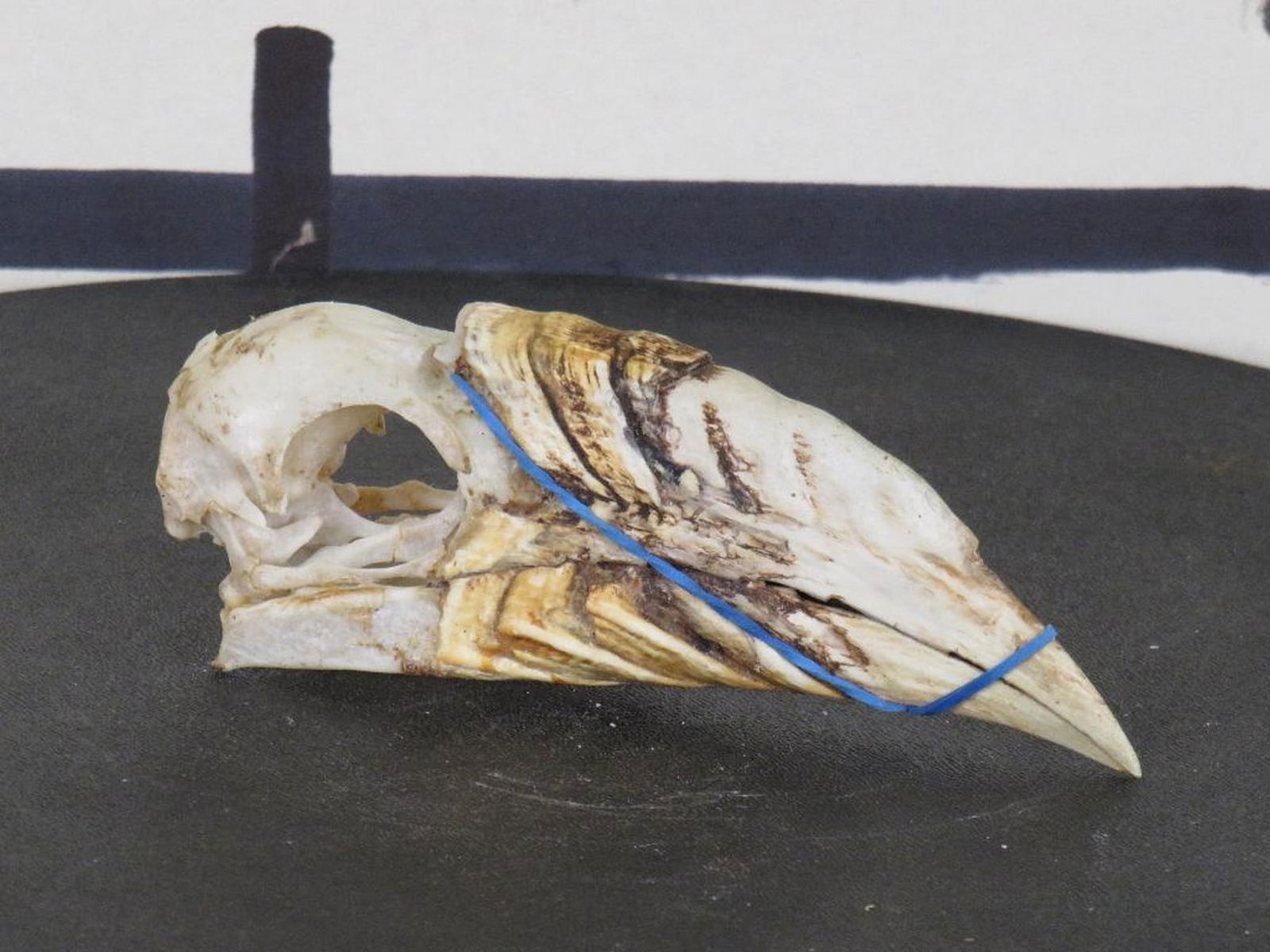 Rarely Seen (female) Piping Hornbill Bird Skull Taxidermy Auction