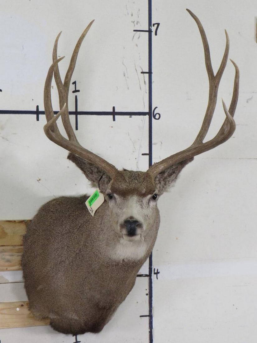 8pt Mule Deer Rack Sh Mt Taxidermy Auction