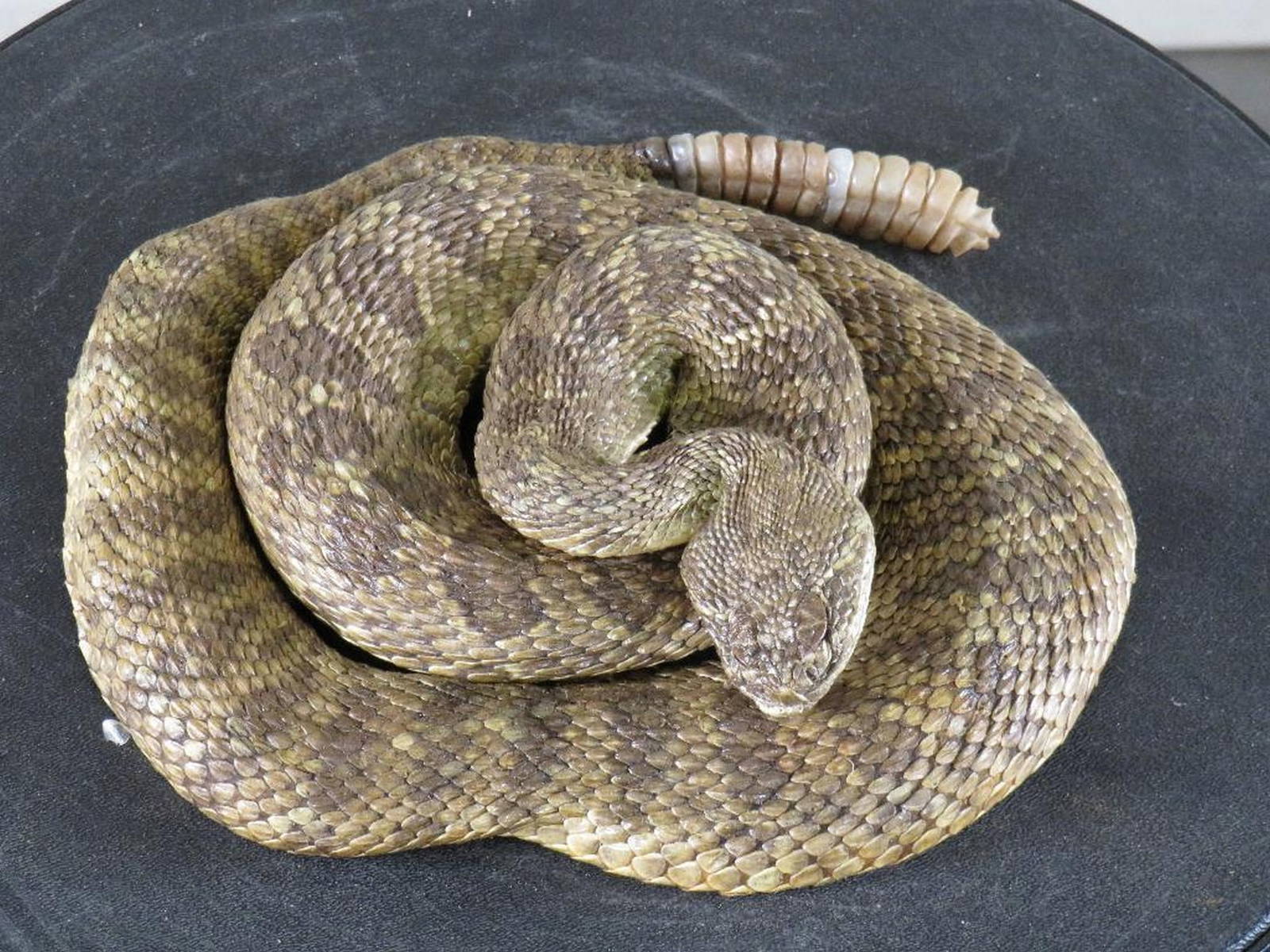 New Lifesize Coiled Prairie Rattlesnake Taxidermy Auction