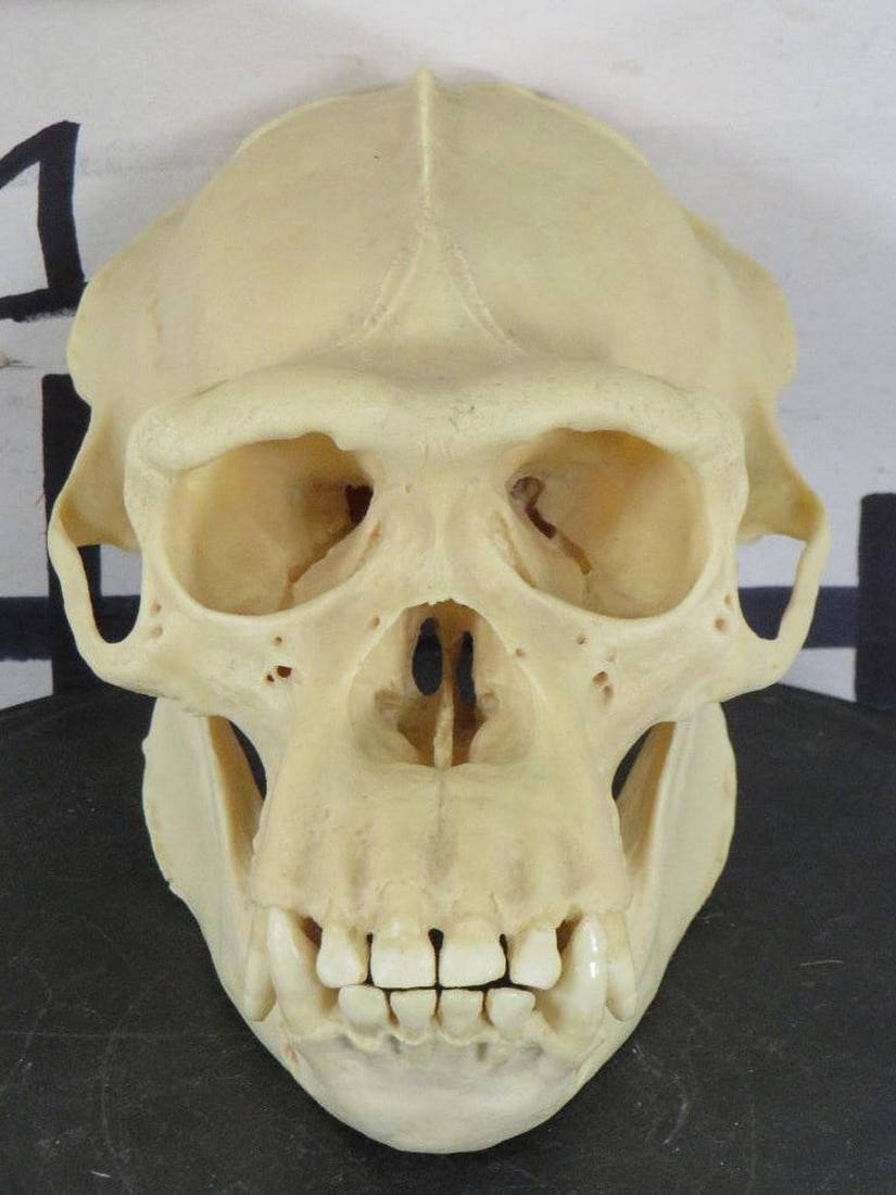 Very Cool Reproduction Chimpanzee Skull W/removable Jaw Taxidermy Auction