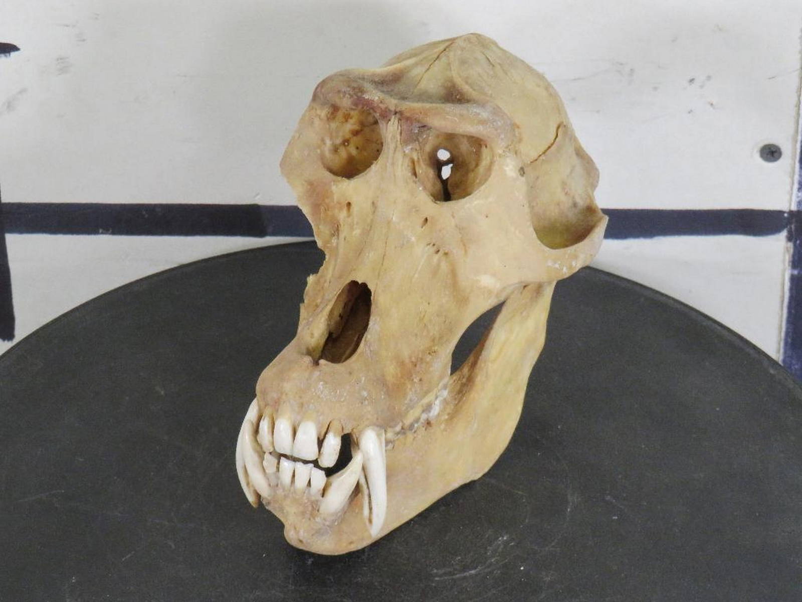 Very Rarely Seen Gelada Baboon (aka Bleeding Heart Monkey) Skull W/all ...