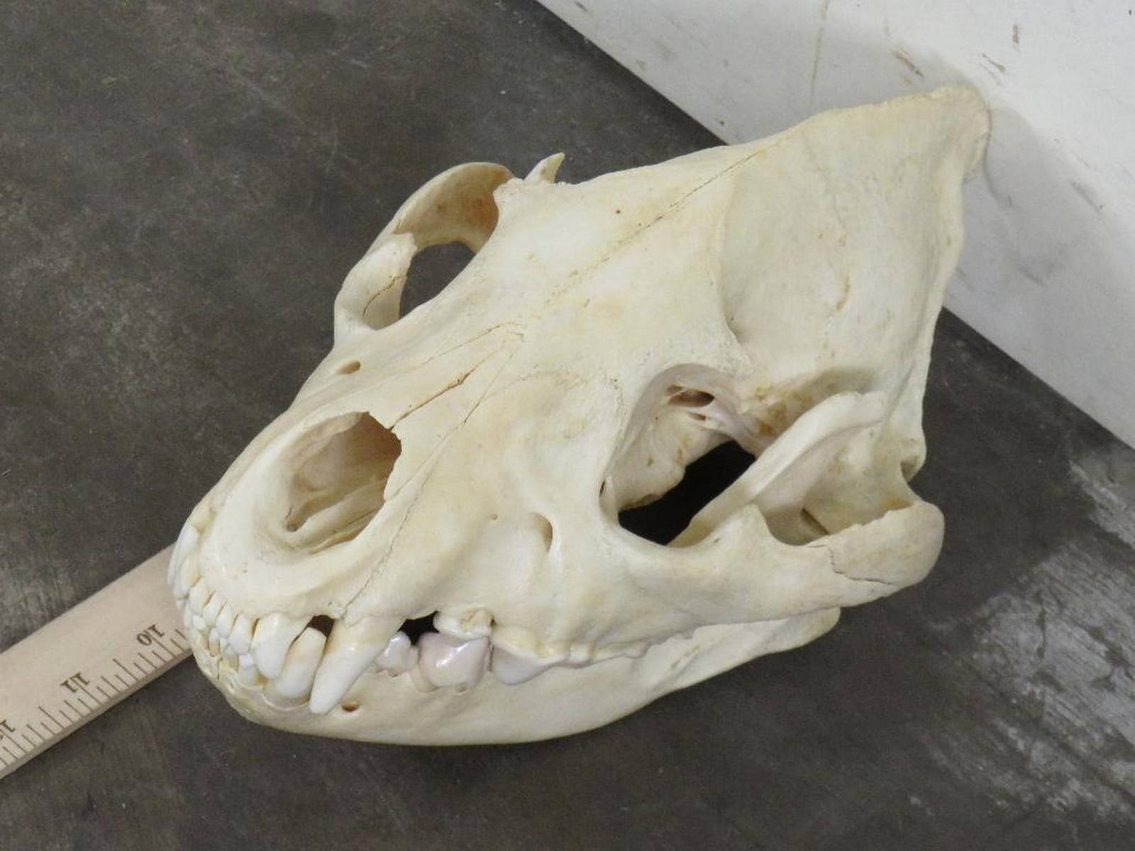 Very Nice Hyena Skull W/all Teeth & Wired Jaw Taxidermy Auction