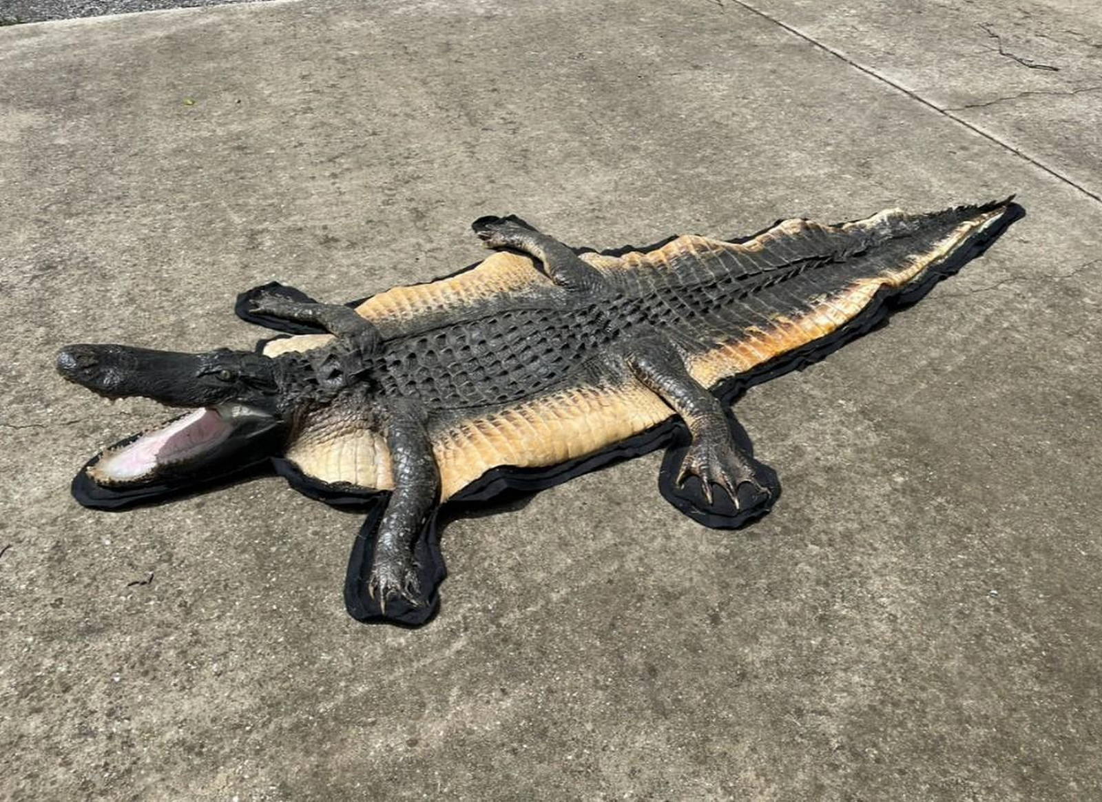 Awesome American Alligator Rug, Complete With Head & All Feet, With ...