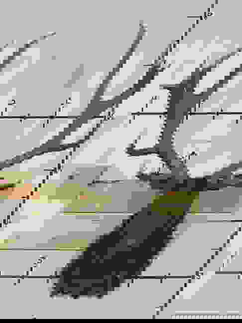 Beautiful Red Stag Art Piece W/real Removable Stag Antlers, Stag Head ...